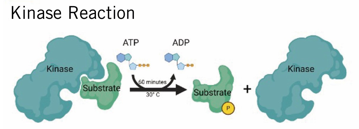 [자연과학] HitHunter® Kinase Activity Assay Kits 자료집